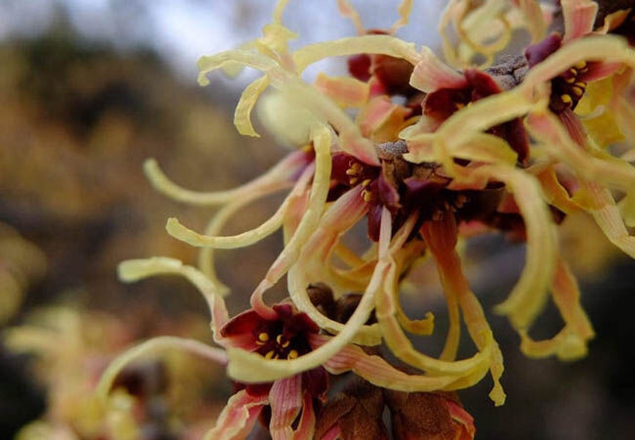 The Benefits Of Witch Hazel For Your Skin, Including How It Can Help ...