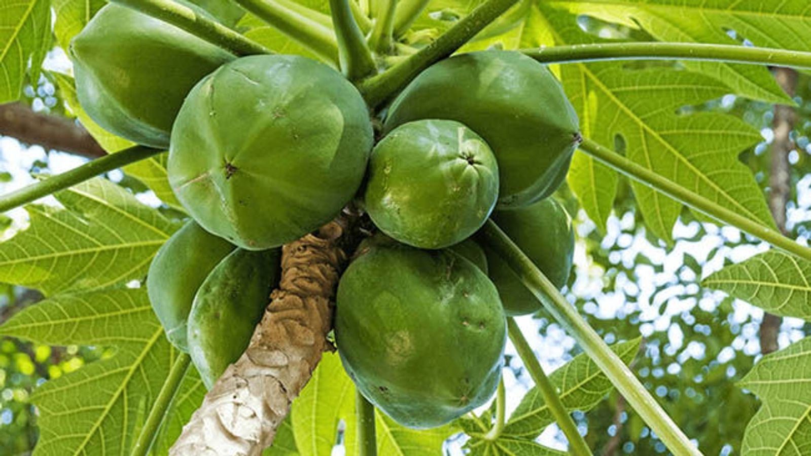 10 Benefits Of Papaya Enzyme (Papain) + Side Effects