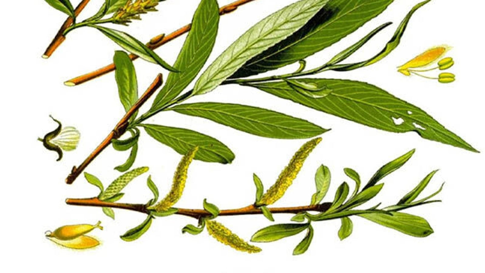 Ingredient Spotlight: Willow Bark Extract Benefits In Skin Care