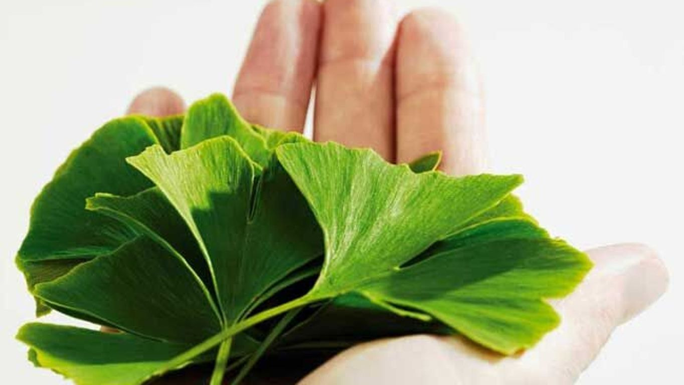 12 Benefits Of Ginkgo Biloba (Plus Side Effects & Dosage)