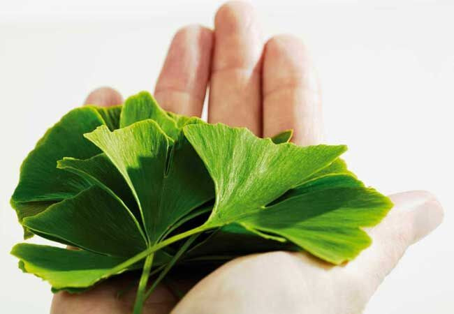 12 Benefits Of Ginkgo Biloba (Plus Side Effects & Dosage)