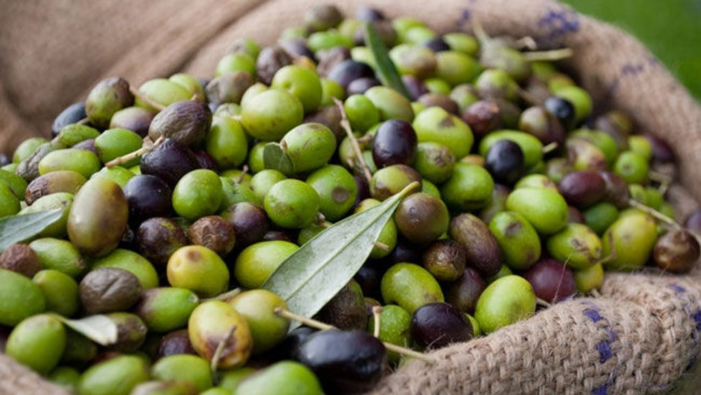 Hydroxytyrosol Is Key Anti-Inflammatory Compound In Olive: DSM Study