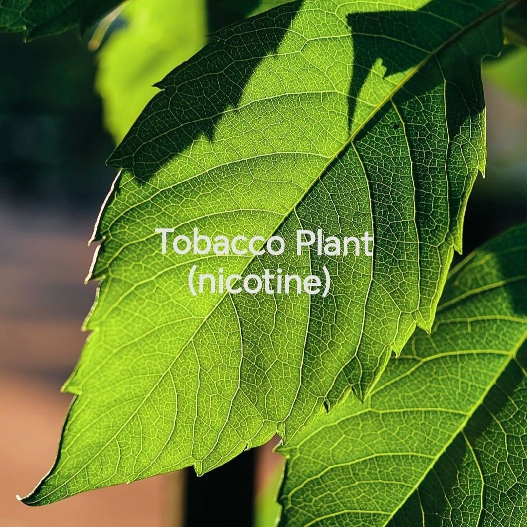 The Science Behind Nicotine and Its Effects on Our Body