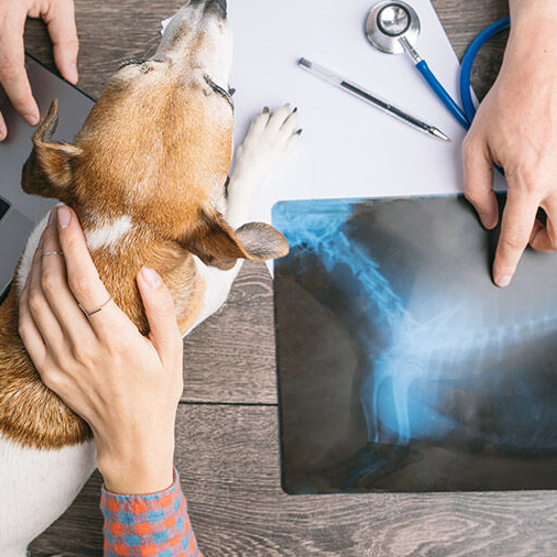 SubangVet SS14 | Homepage