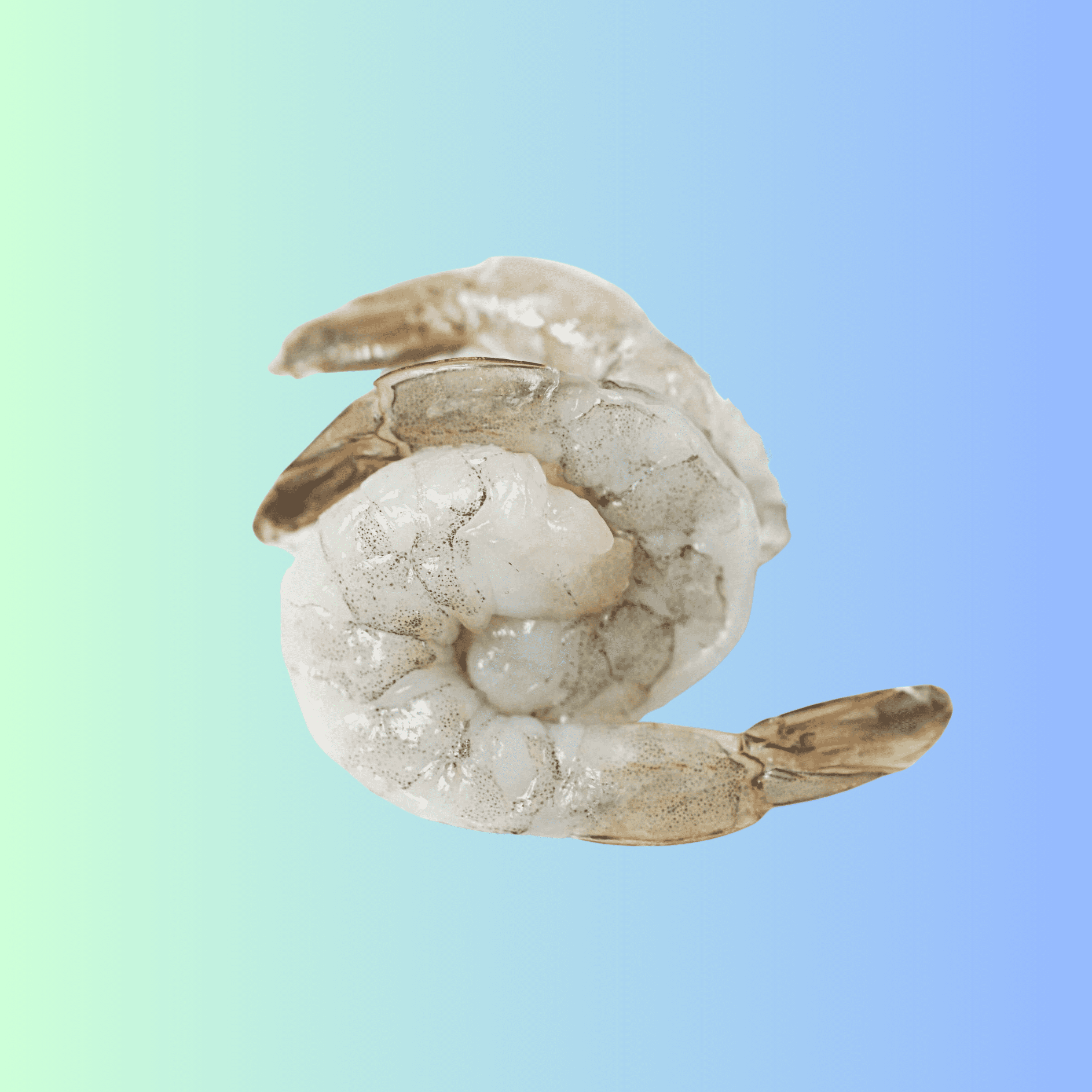 Aquawoo Seafood | Vannamei Shrimp