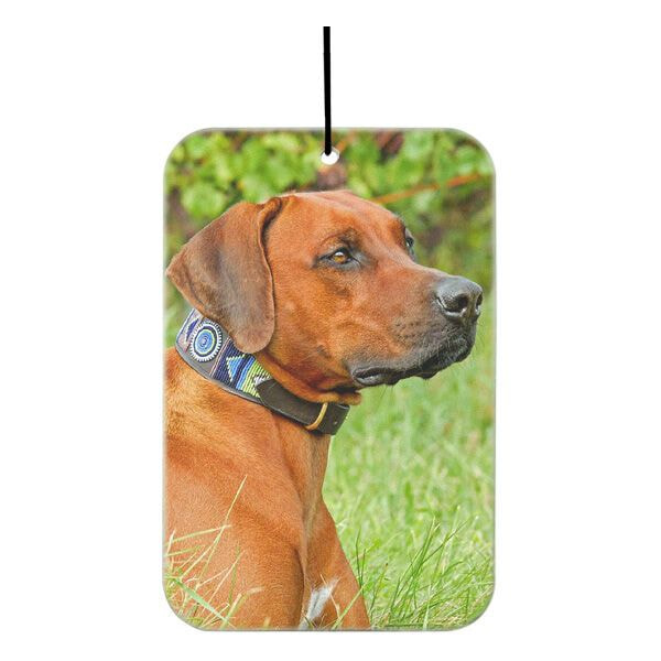 Rhodesian Ridgeback