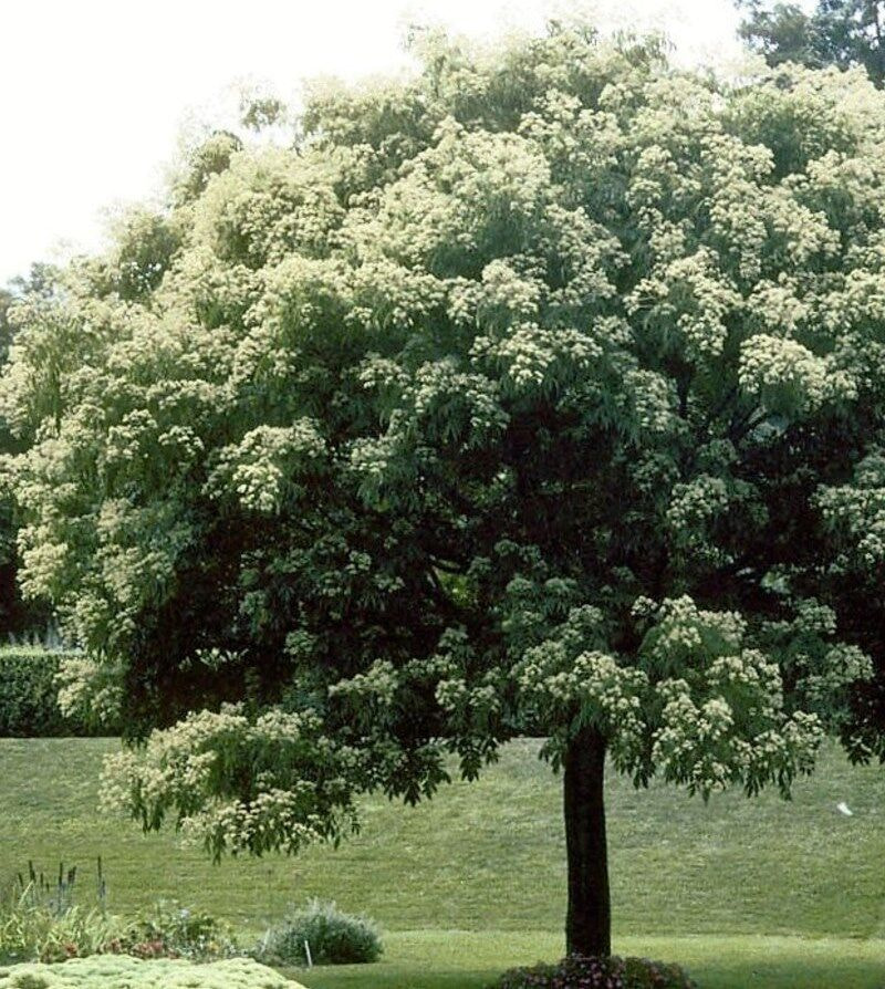 ADOPT EVODIA, 5-6 year old bee-bee tree