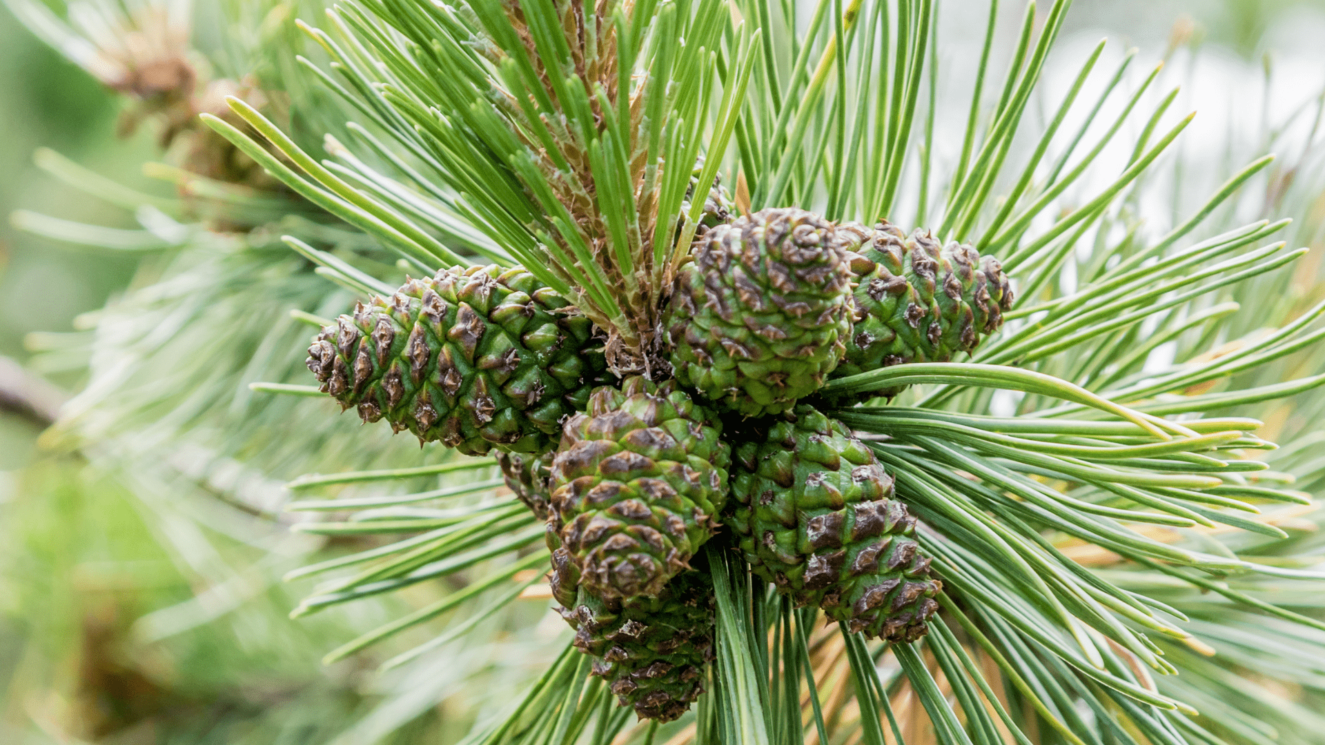 ADOPT RED FIR, The Christmas Tree