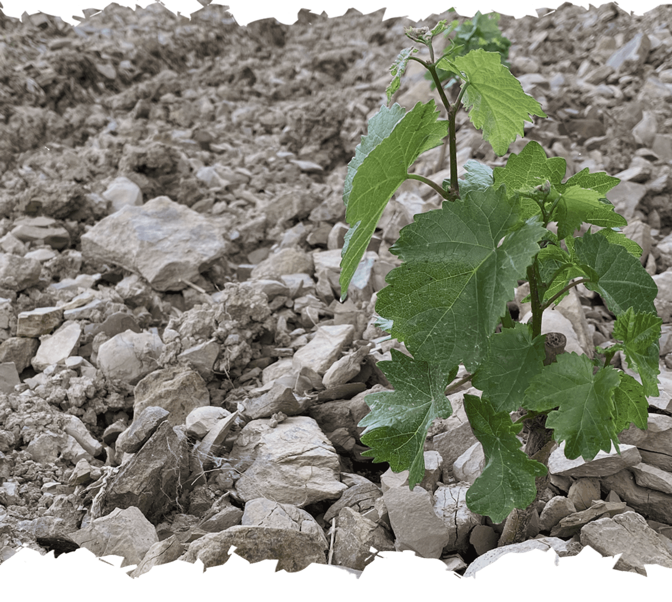 Vrhunska penina Medot | Medot Wines