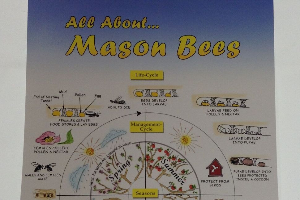 Mason Bee Life Cycle Poster Bc Bee Supply